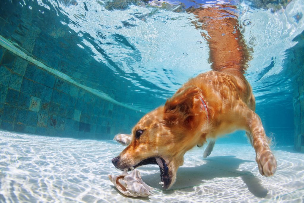 Water Intoxication in Dogs – Revolution Dog Sports